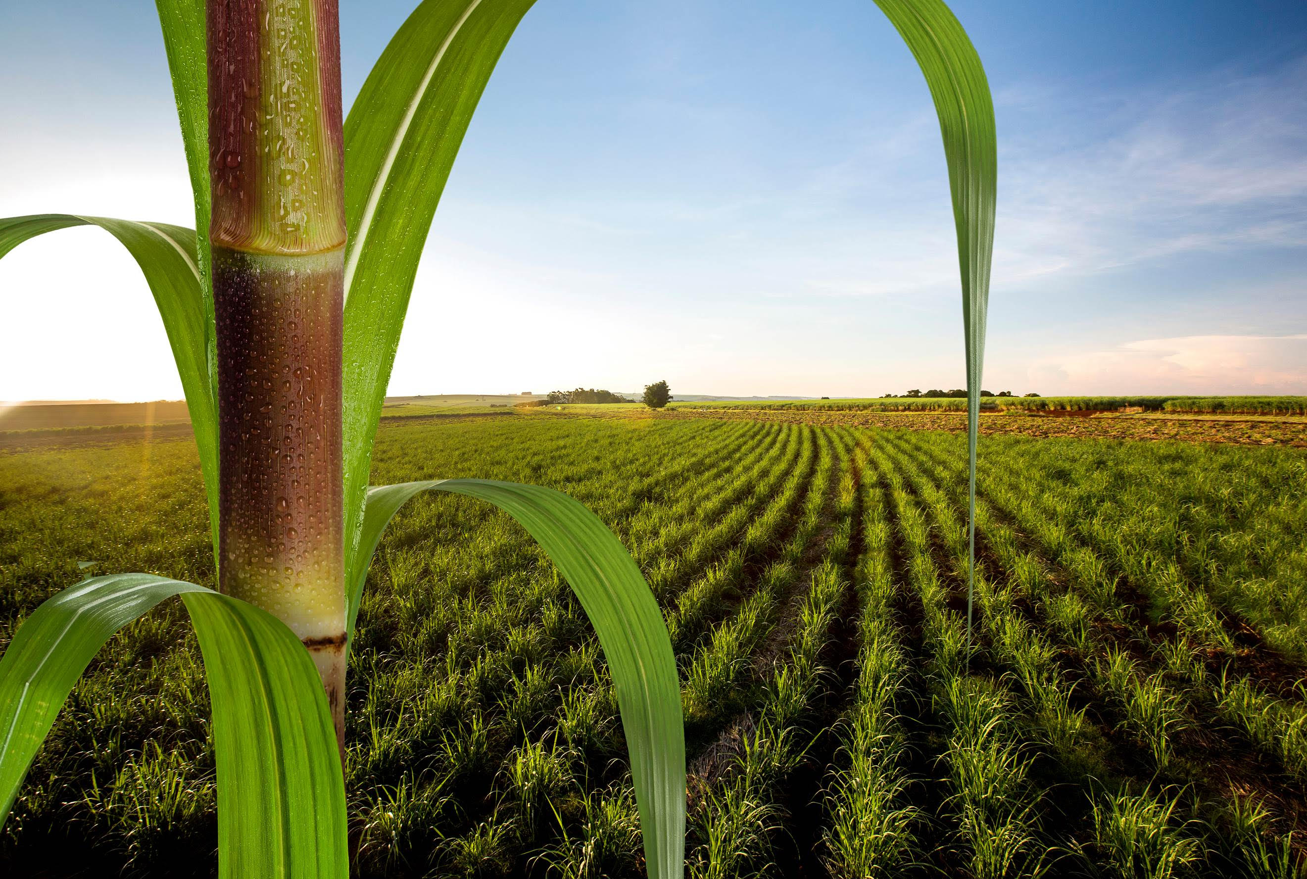 Precision Irrigation